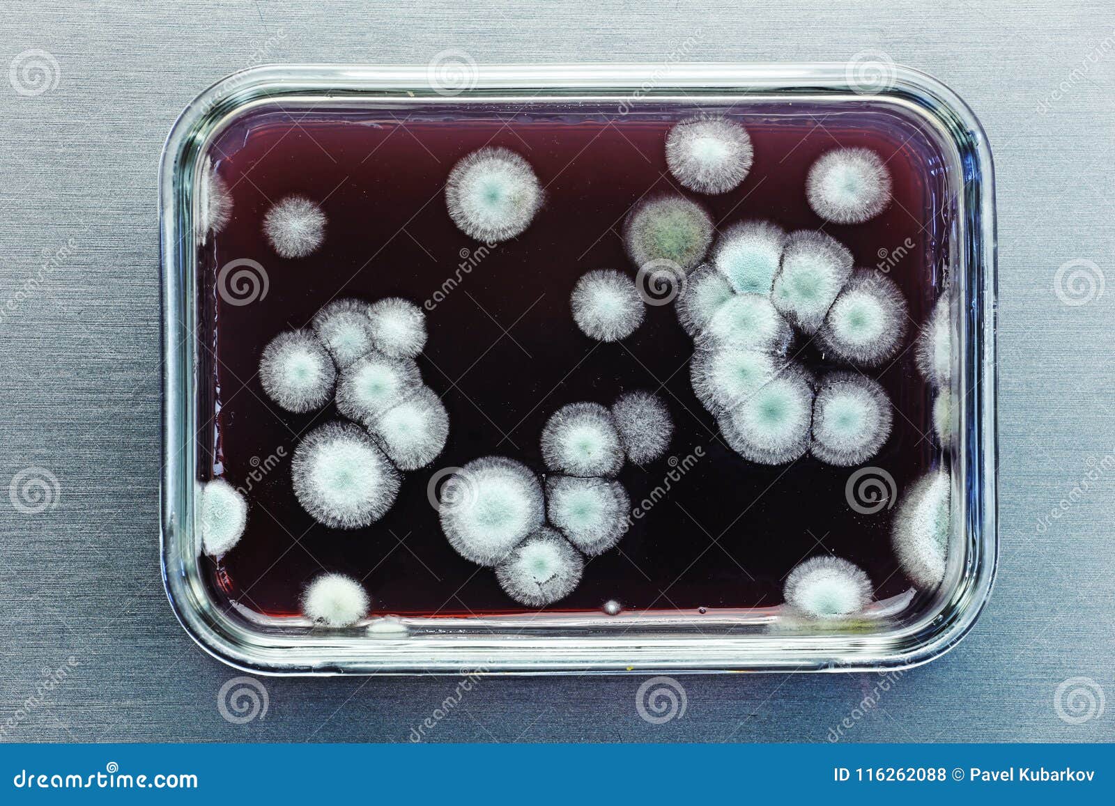 Grey Mold Mycelium Grows in the Container Stock Photo - Image of grey ...