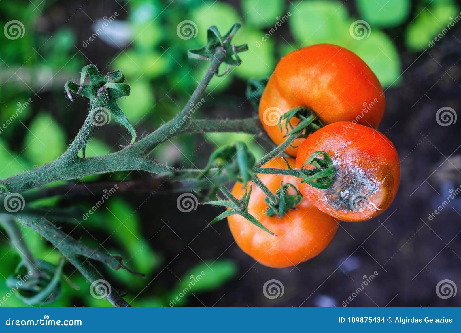 Grey mold on tomato stock photo. Image of disease, grey - 109875434