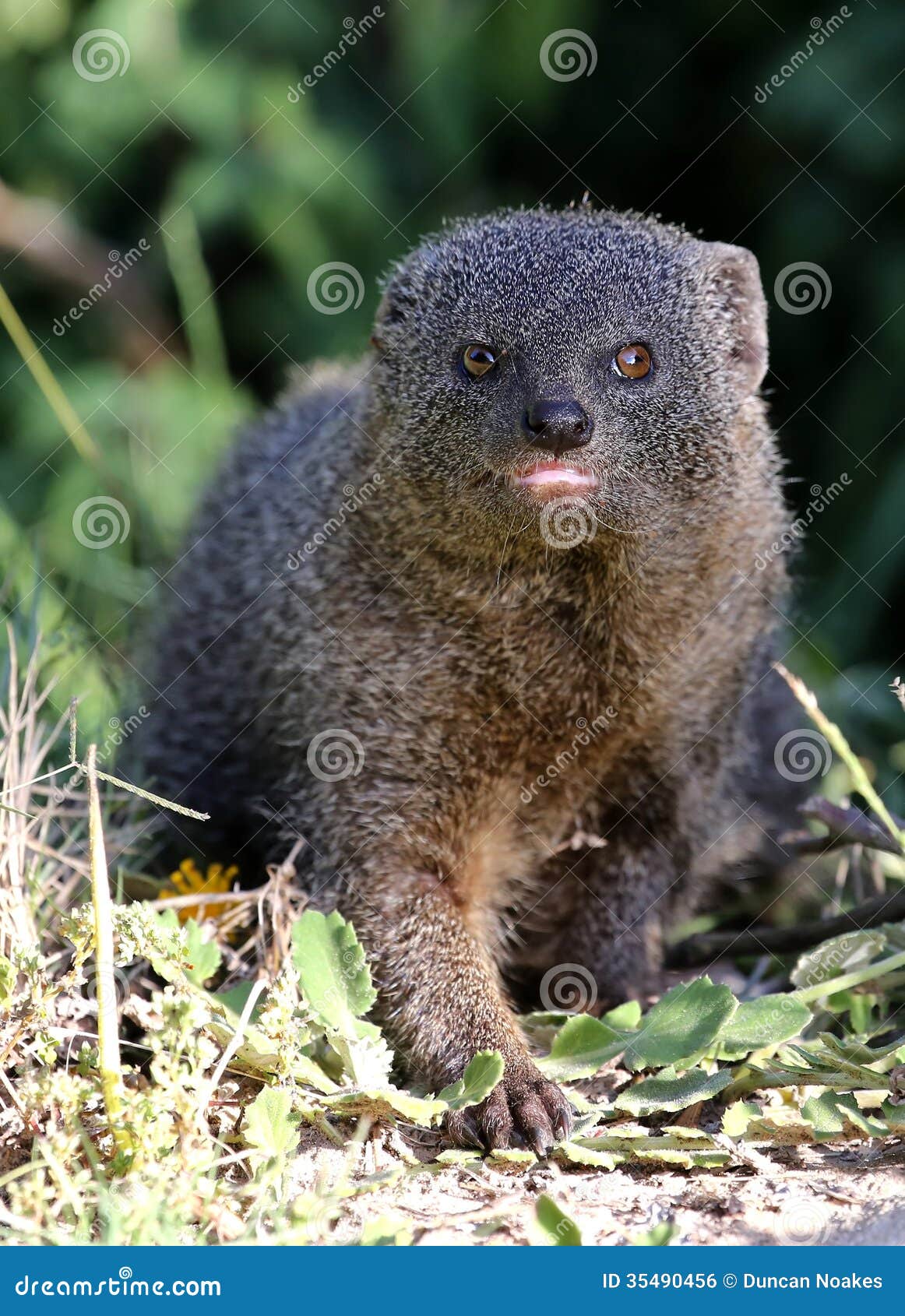Grey Mongoose stock photo. Image of nature, lookout, eyes - 35490456
