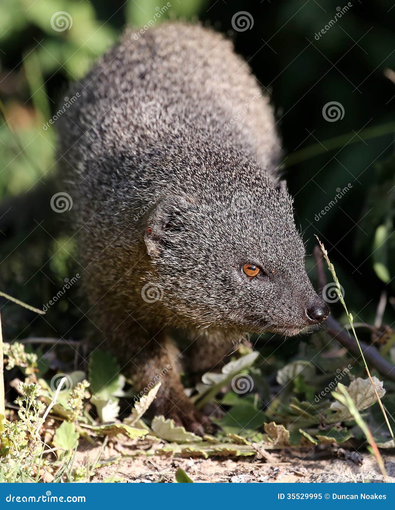 Grey Mongoose stock image. Image of african, wildlife - 35529995