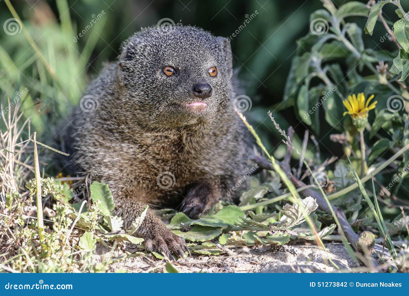 Grey Mongoose stock photo. Image of african, furry, watchful - 51273842