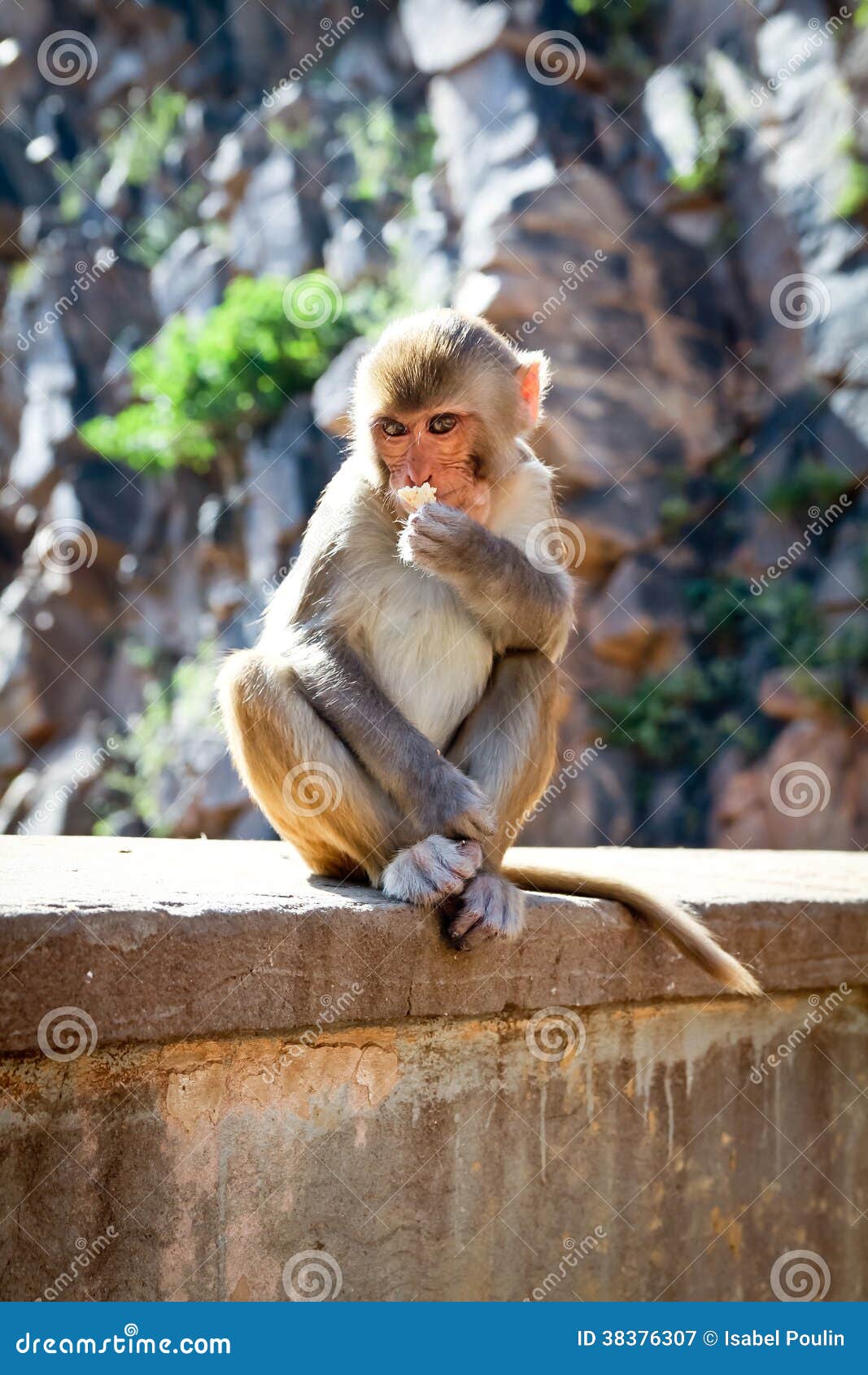 Grey monkey stock image. Image of little, wild, primate - 38376307