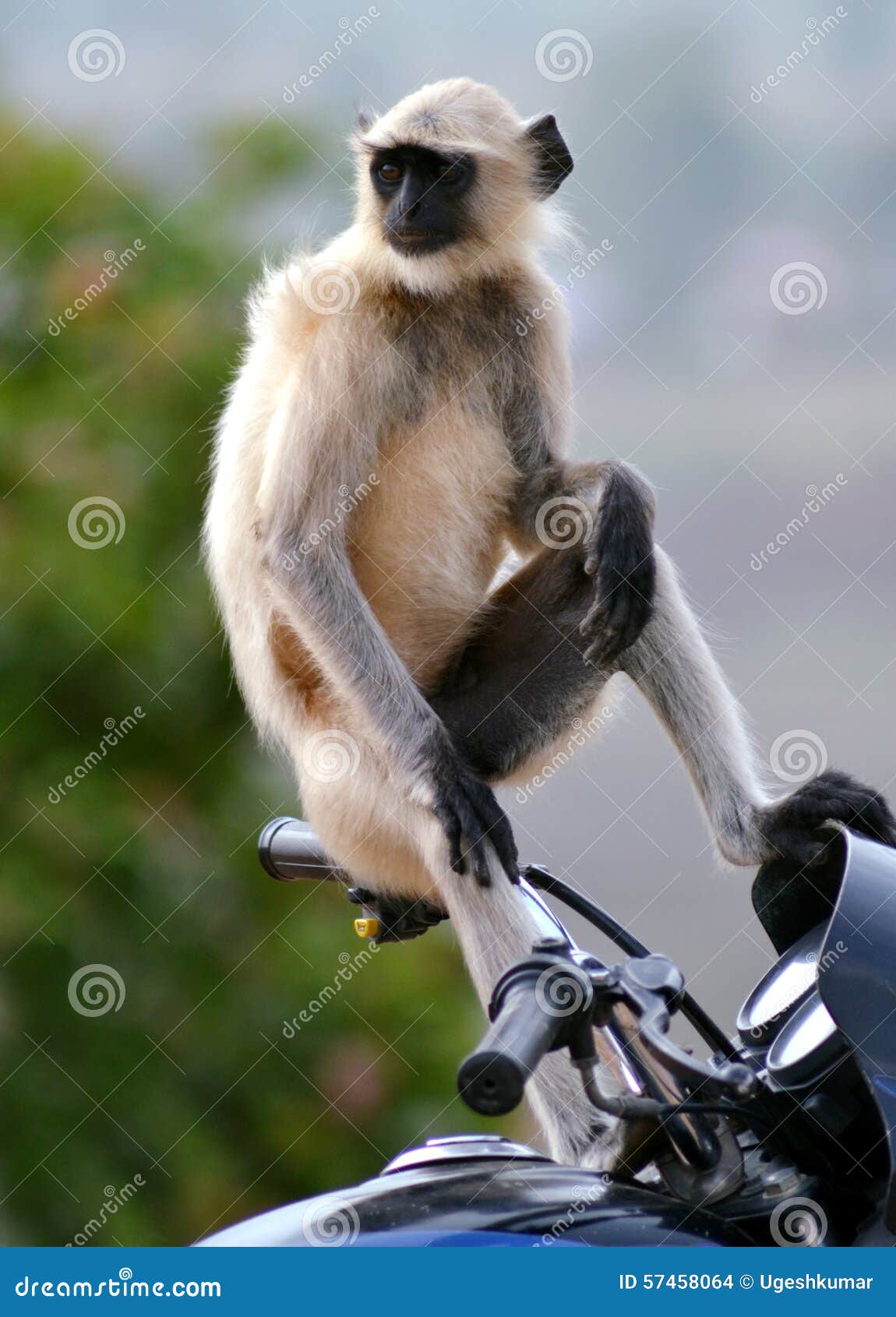 Grey Monkey Sitting on a Bike S Handle Stock Photo - Image of funny ...