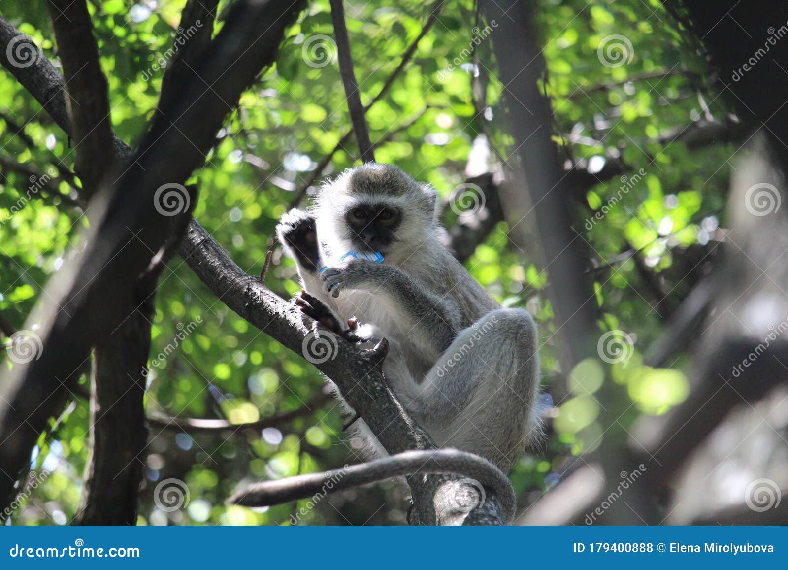 Grey monkey on the tree stock photo. Image of cute, monkey - 179400888