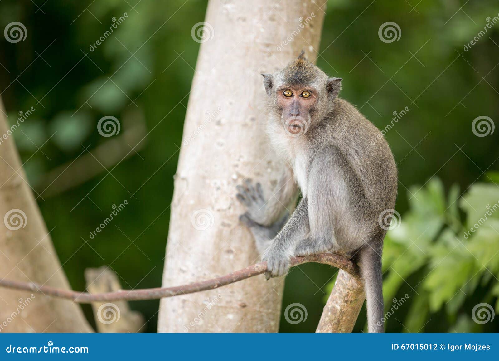 Grey monkey on tree stock photo. Image of animals, spirituality - 67015012