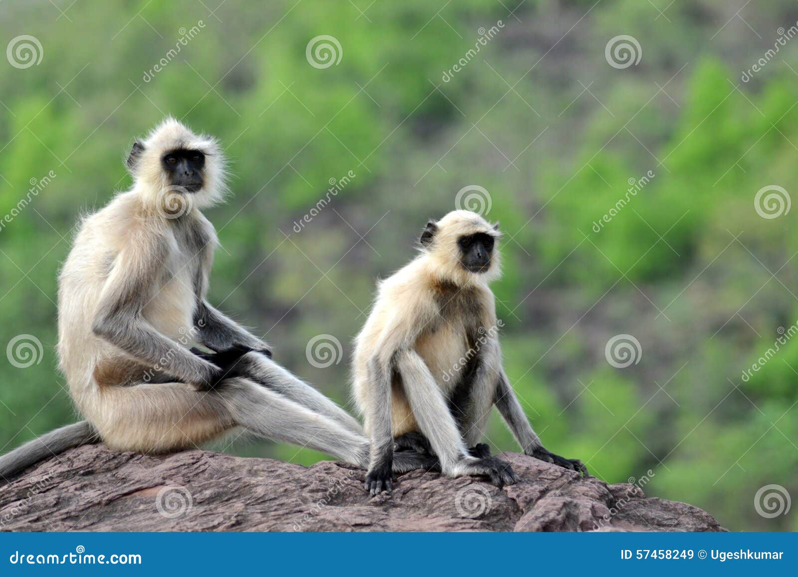 Grey Monkeys Unique Posture Stock Image - Image of folded, faced: 57458249