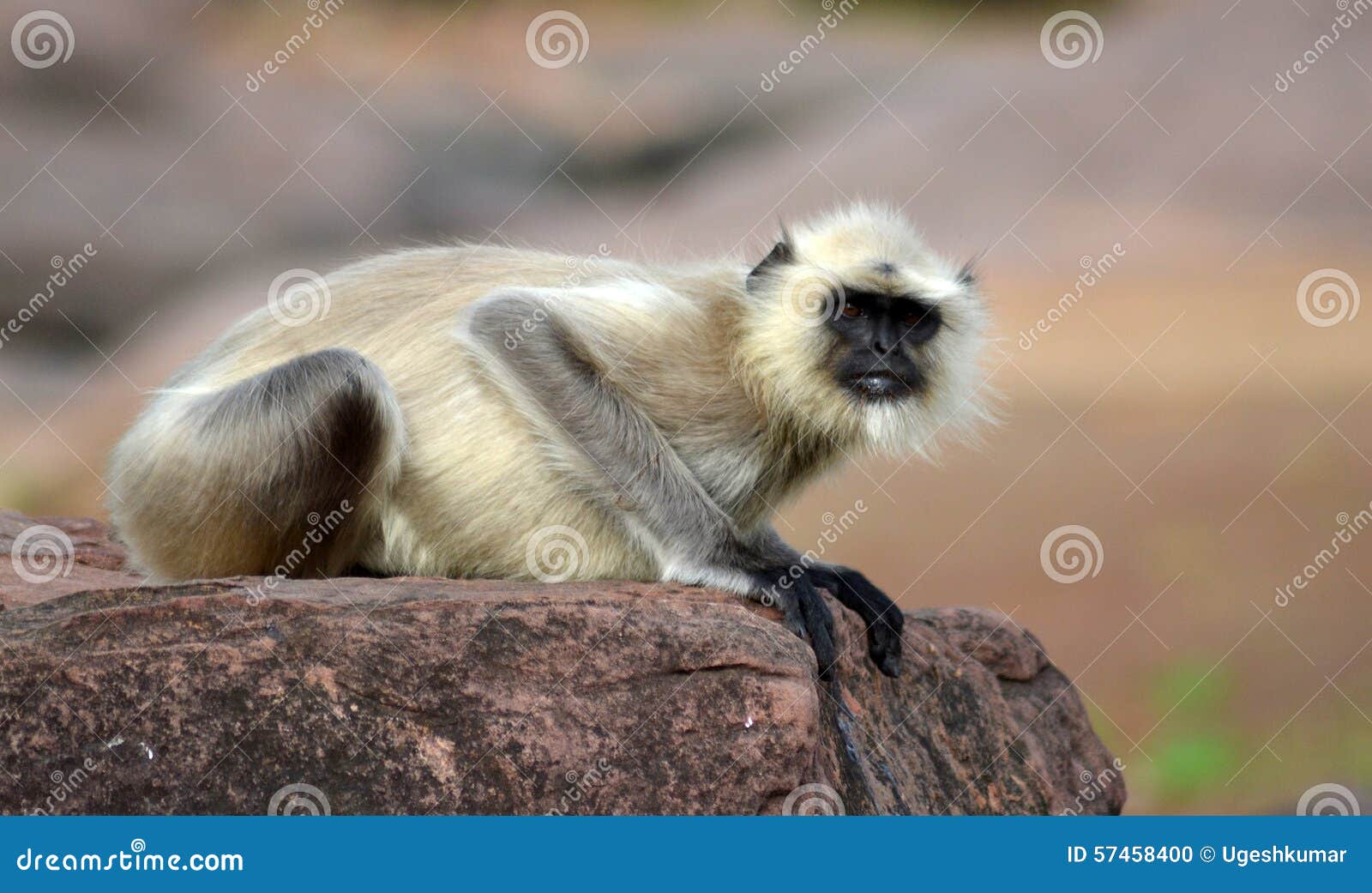 Grey Monkeys Unique Posture Stock Photo - Image of hand, blurry: 57458400