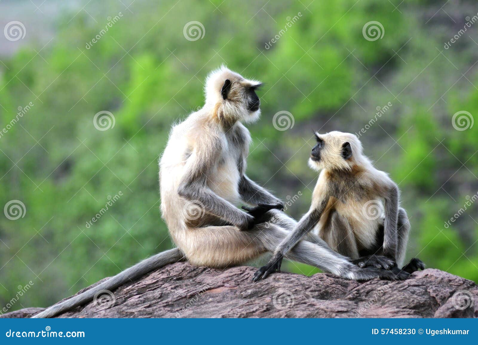 Grey Monkeys Unique Posture Stock Photo - Image of funny, monkey: 57458230