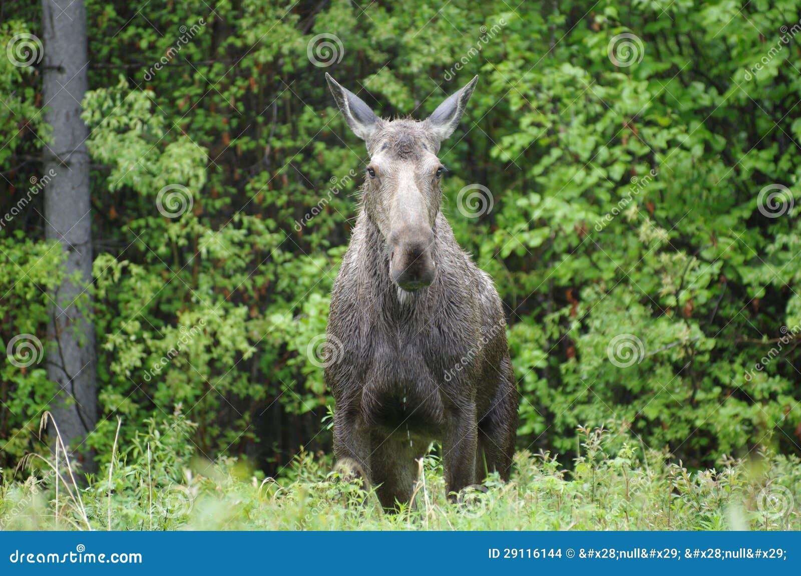 Grey Moose stock photo. Image of columbia, ungulate, wildlife - 29116144