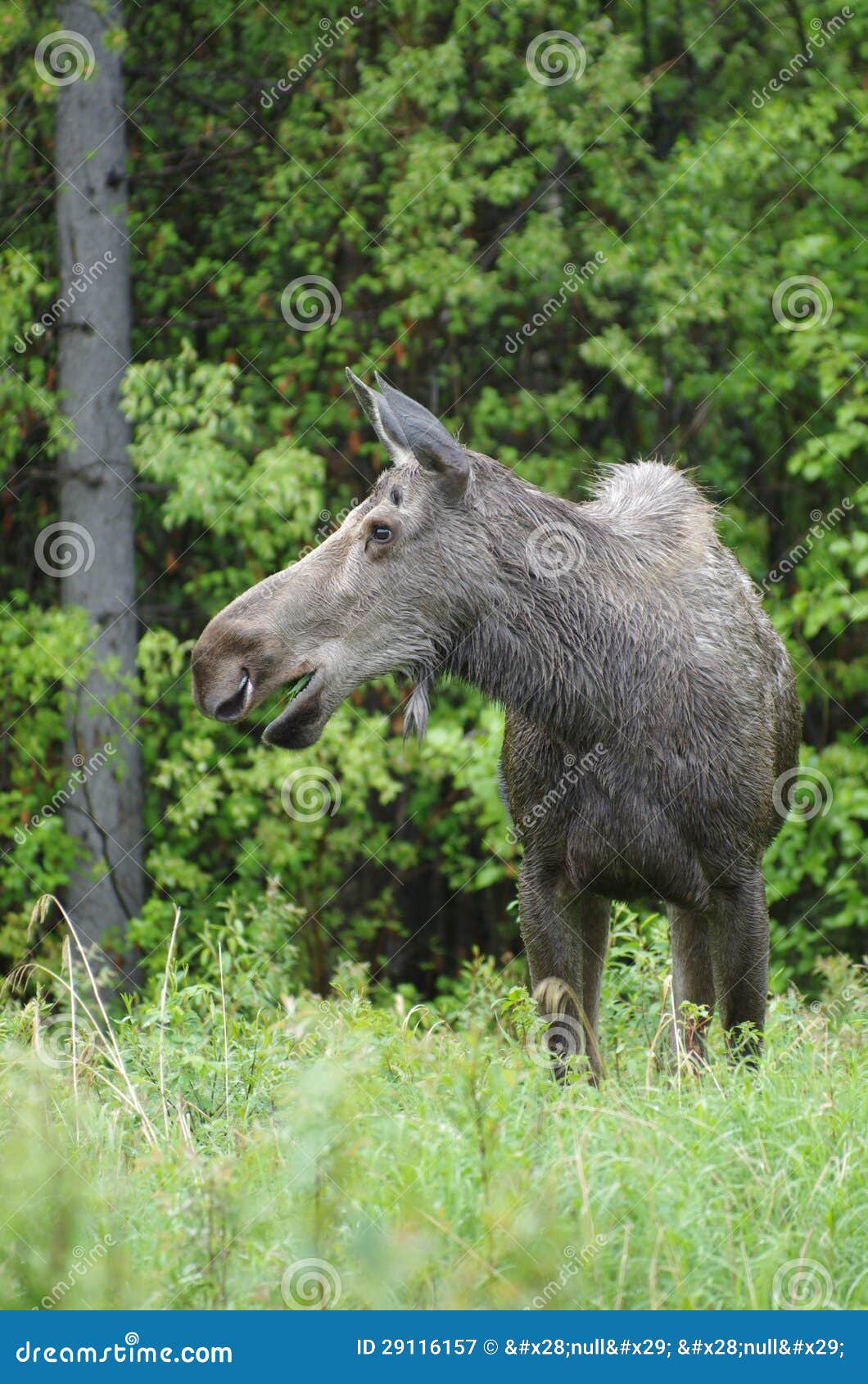 Grey Moose stock image. Image of grey, unique, grass - 29116157