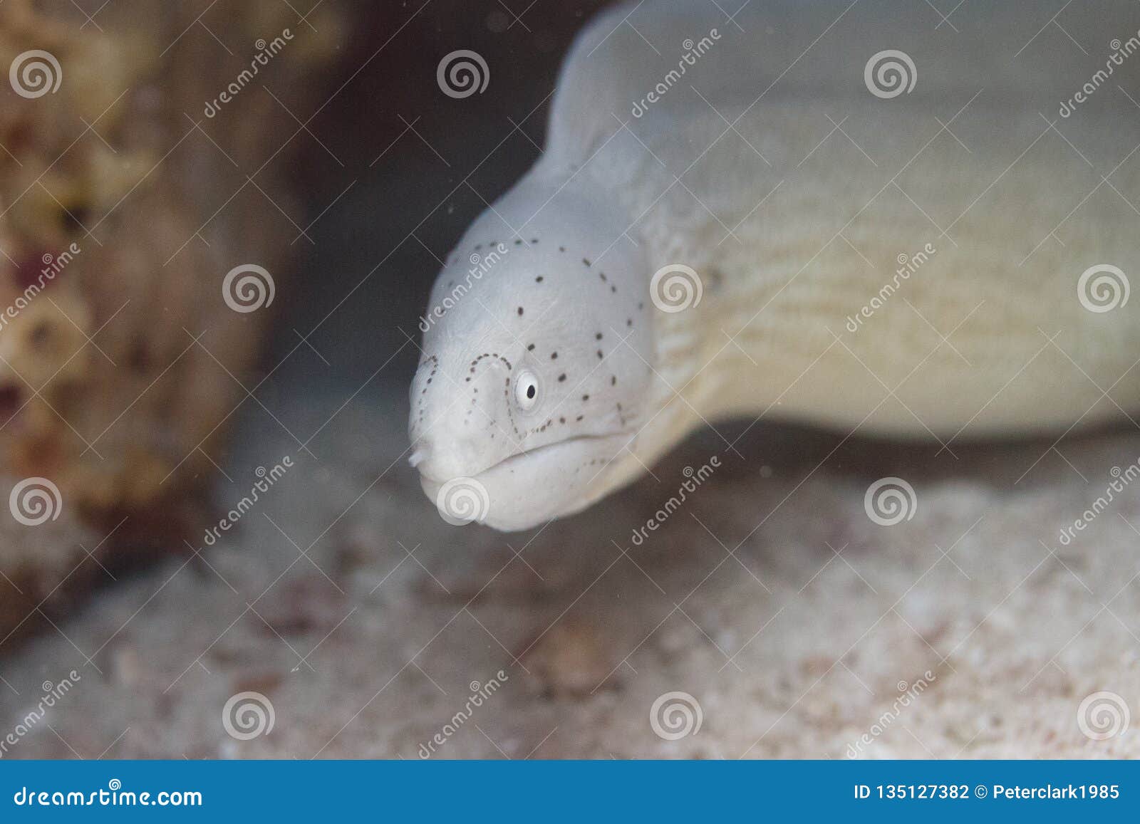 Grey Moray Eel on Coral Reef Stock Photo - Image of moray, marsa: 135127382