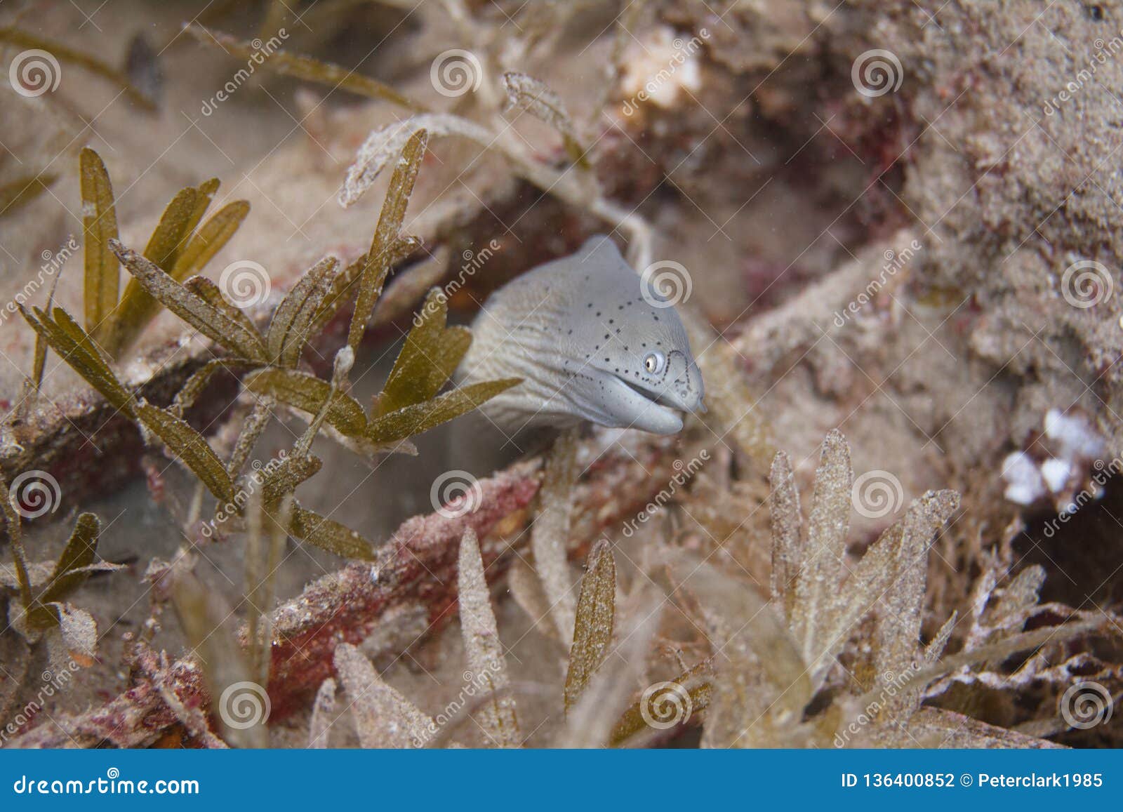Grey Moray Eel En El Mar Rojo Foto de archivo - Imagen de egipto ...