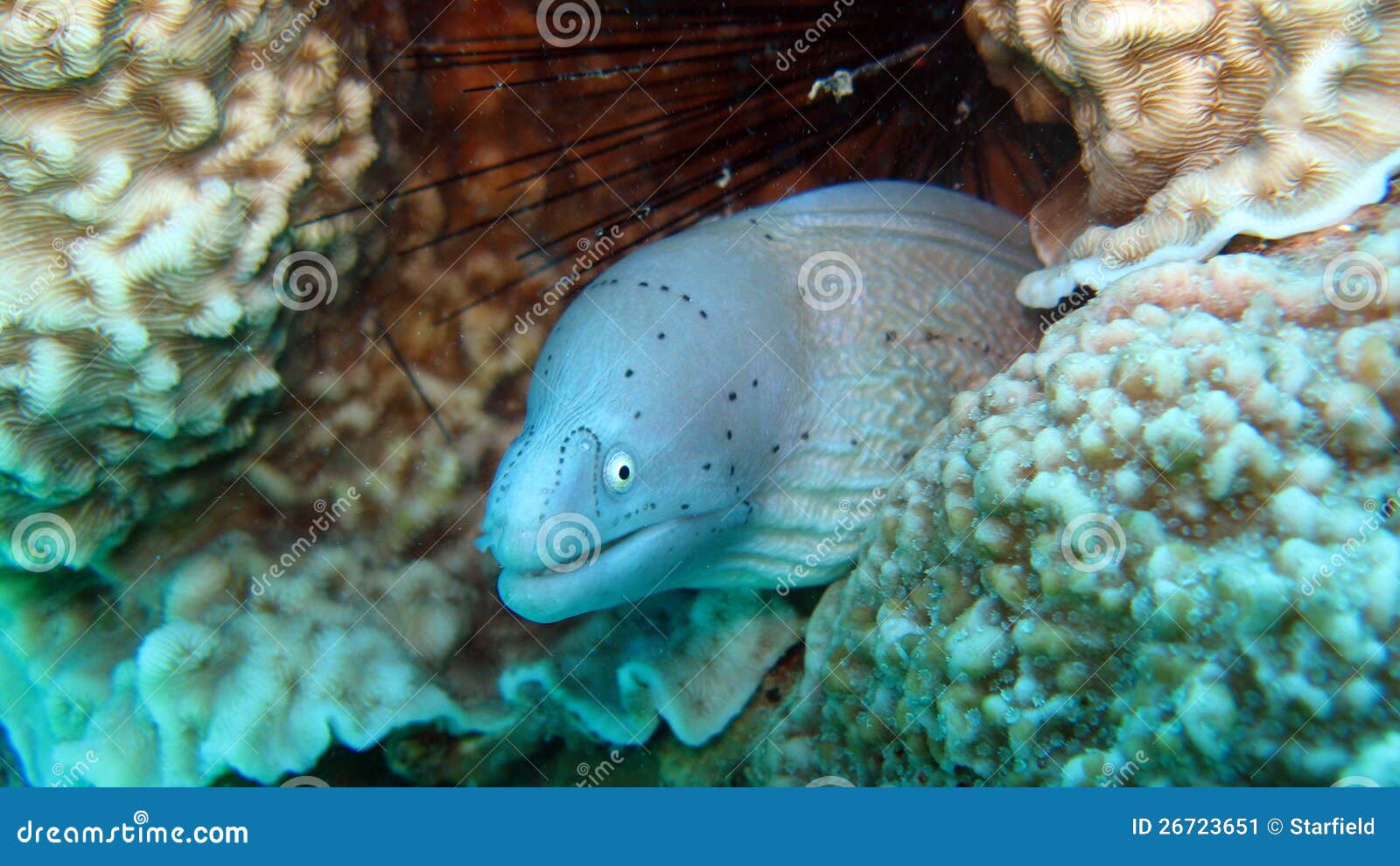 Grey Moray Eel,Gymnothorax Griseus Stock Image - Image of nuweiba ...
