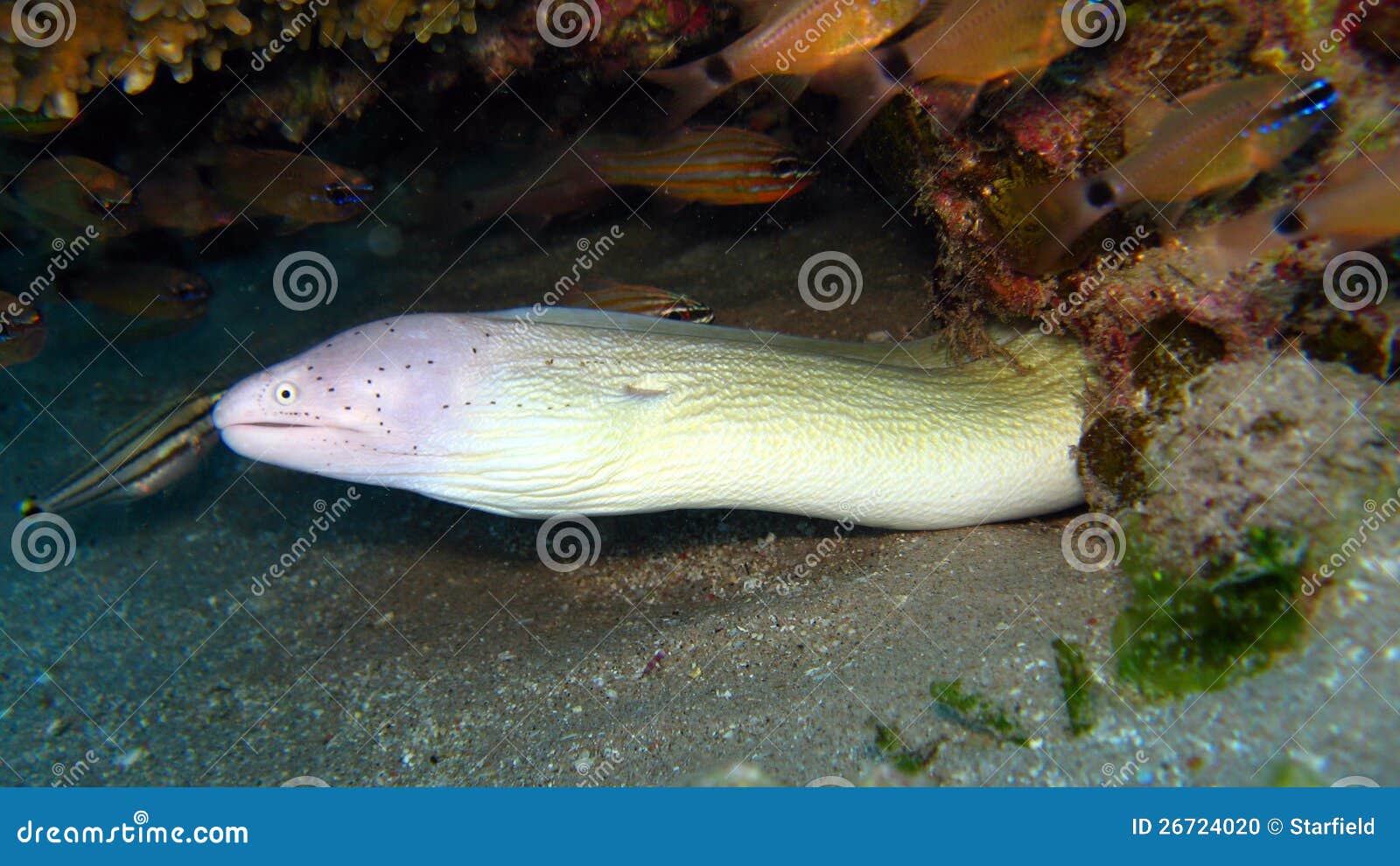 Grey Moray Eel,Gymnothorax Griseus Stock Photo - Image of lagoon ...