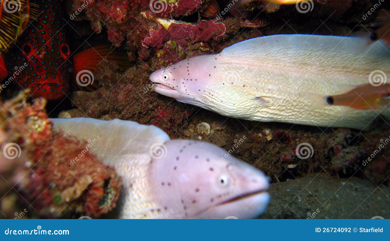 Grey Moray Eel,Gymnothorax Griseus Stock Photo - Image of lagoon, fish ...