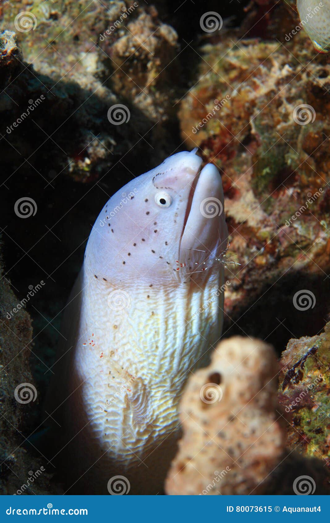 Grey moray eel stock image. Image of peppered, hurghada - 80073615