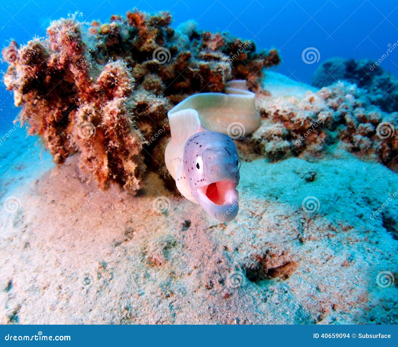 Grey Moray or Peppered Moray Eel Red Sea Attack Stock Photo - Image of ...