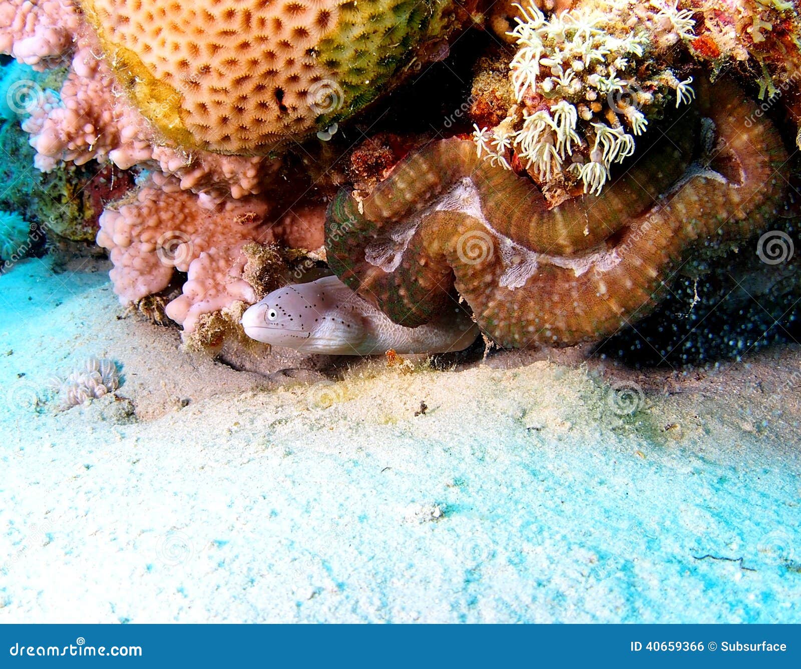 Grey Moray or Peppered Moray Eel Red Sea Stock Photo - Image of moray ...