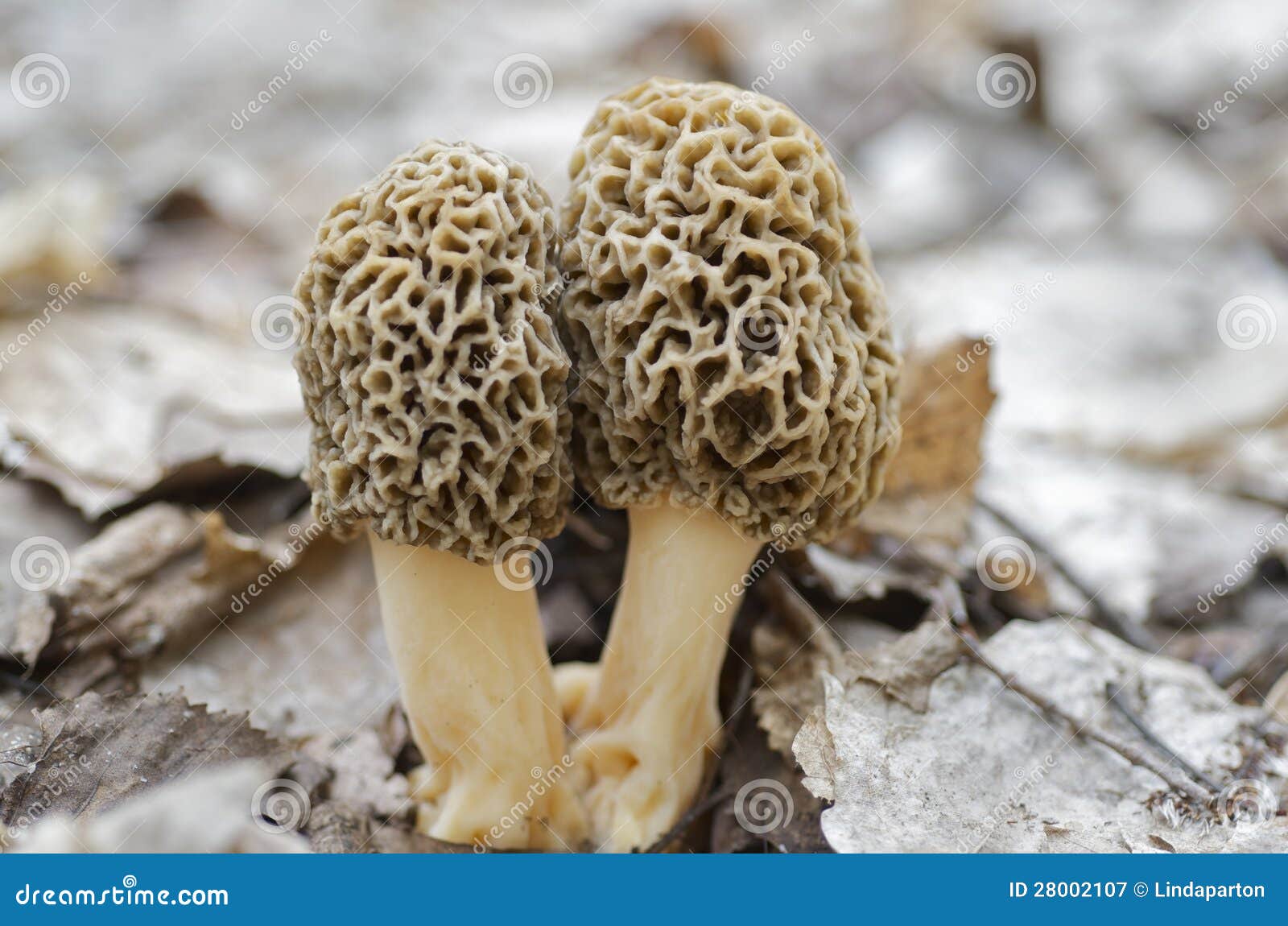 Grey Morel Mushrooms stock image. Image of exotic, hunting - 28002107