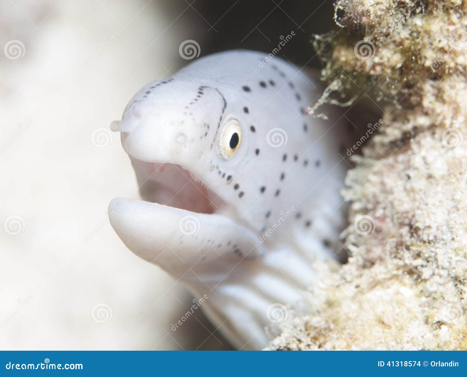 Grey morey stock photo. Image of grey, wildlife, life - 41318574