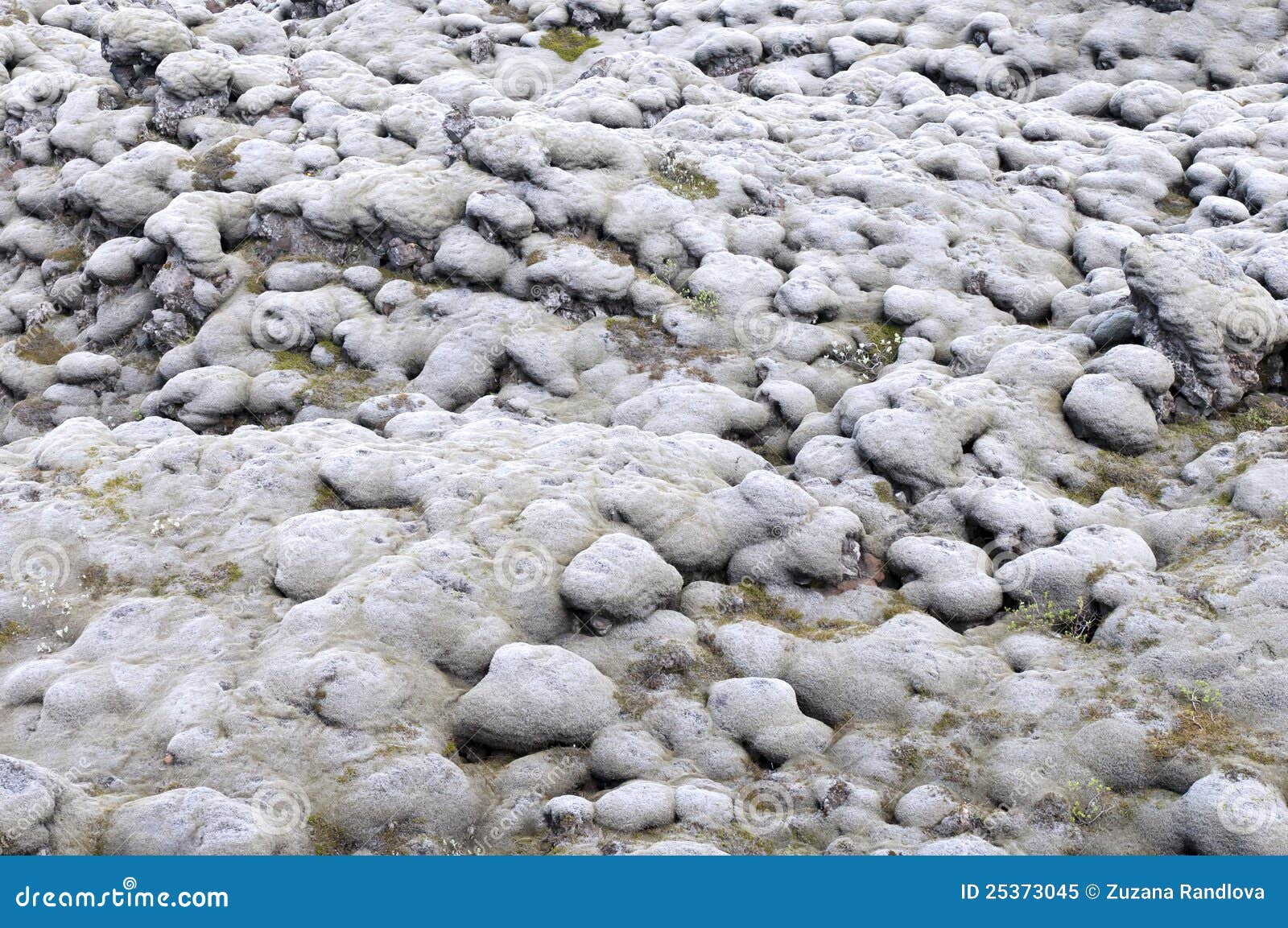 Grey moss stock image. Image of grey, background, peace - 25373045