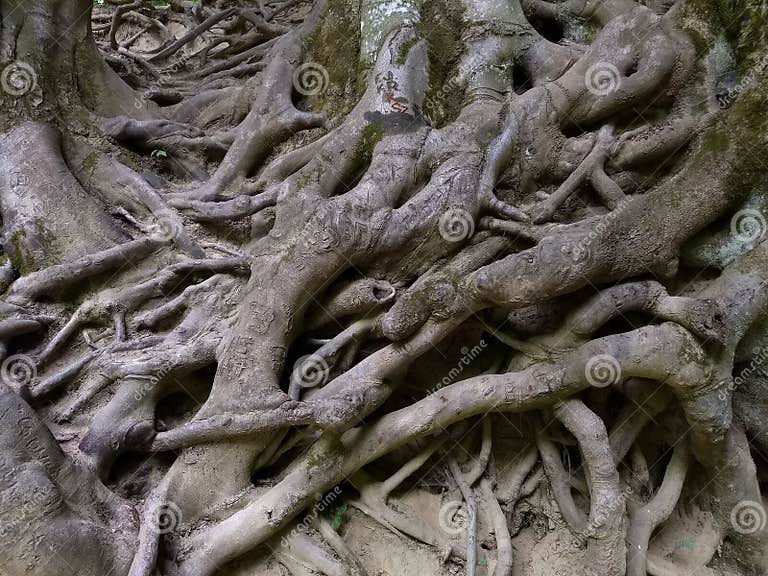 Giant Entangled Beech Tree Roots Stock Photo - Image of heat, science ...