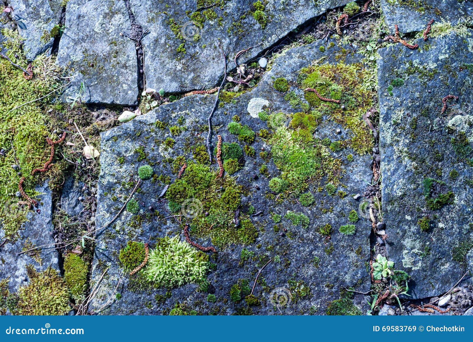 Grey mossy wall background stock image. Image of green - 69583769