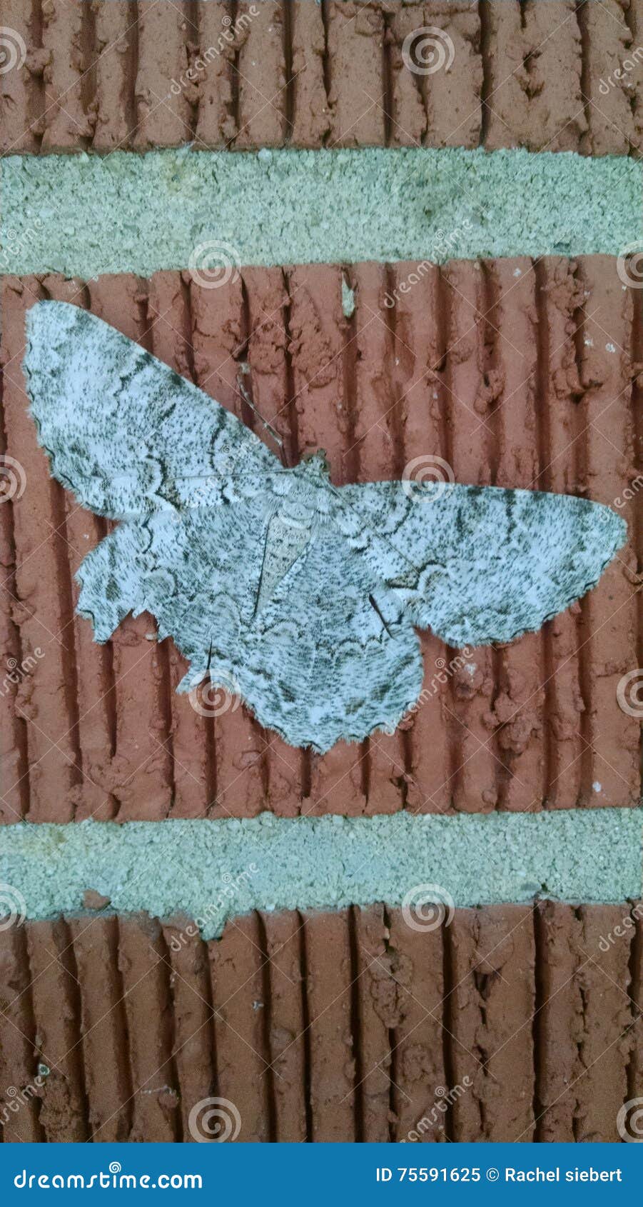 Grey moth on brick stock image. Image of grey, moth, outside - 75591625