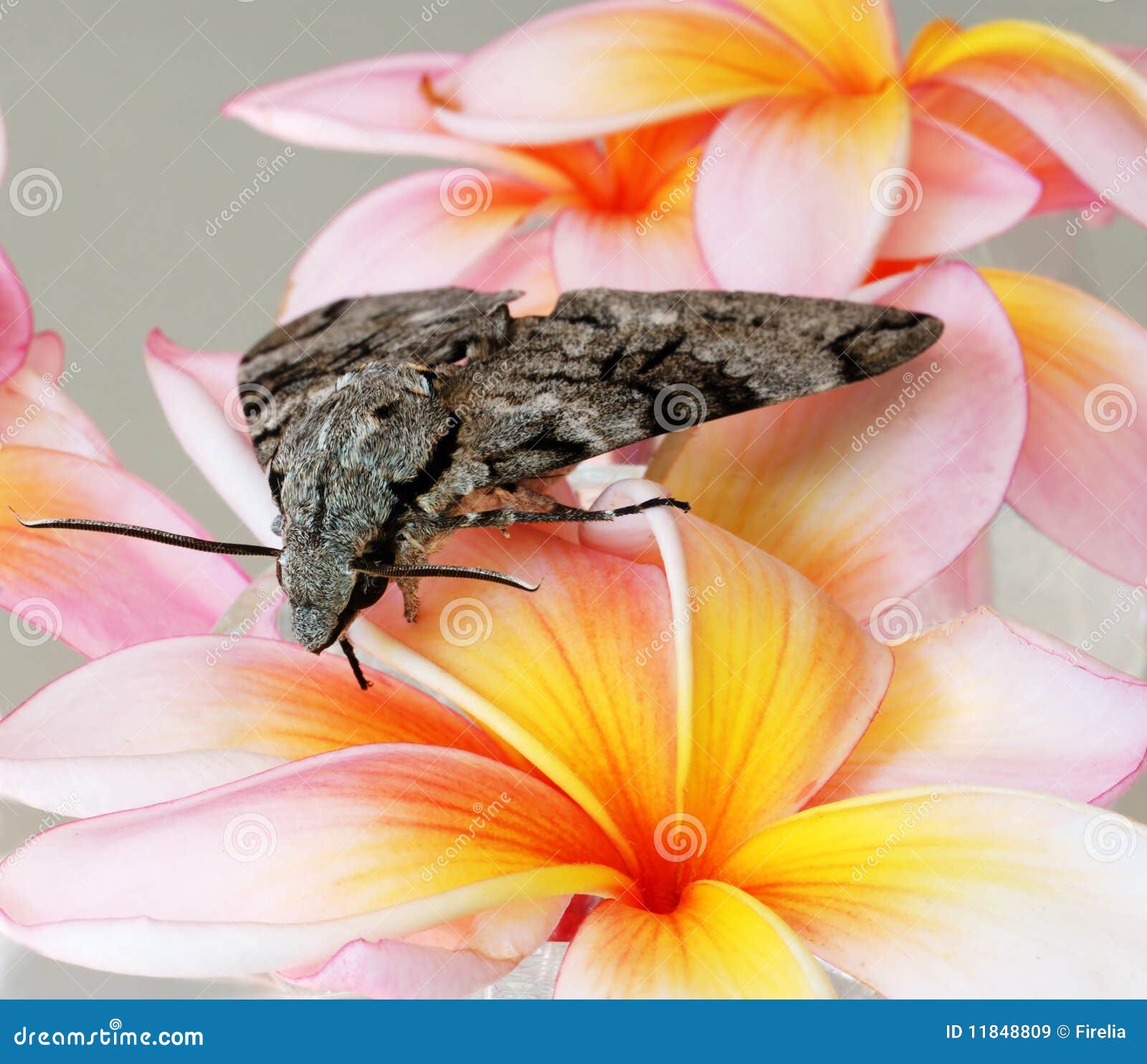 Grey moth on frangipani stock image. Image of nature - 11848809