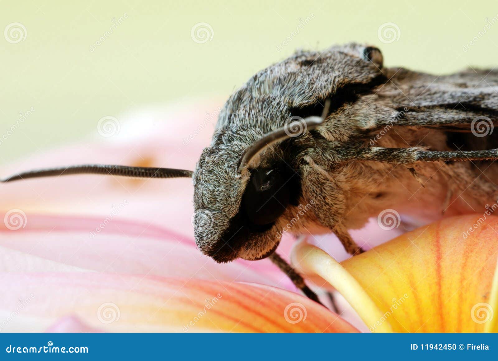 Grey moth on frangipani stock photo. Image of nature - 11942450