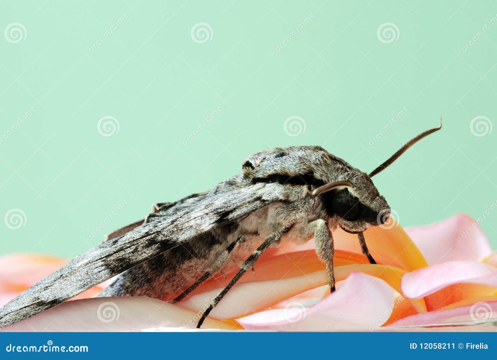 Grey moth on frangipani stock image. Image of plant, close - 12058211