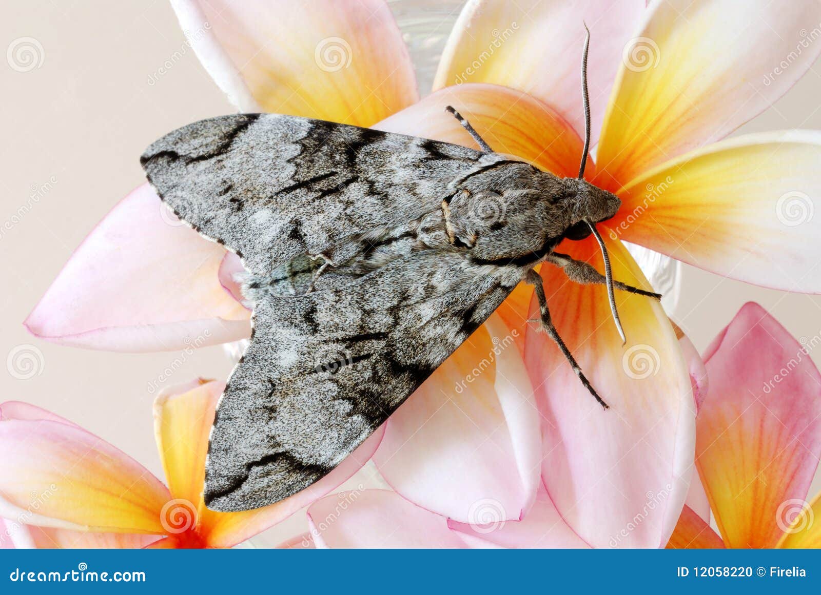 Grey moth on frangipani stock photo. Image of lepidoptera - 12058220