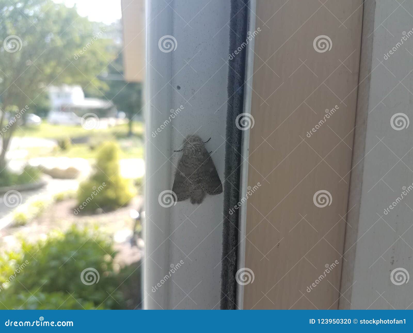 Grey Moth Insect with Wings on Inside of Door Stock Photo - Image of ...