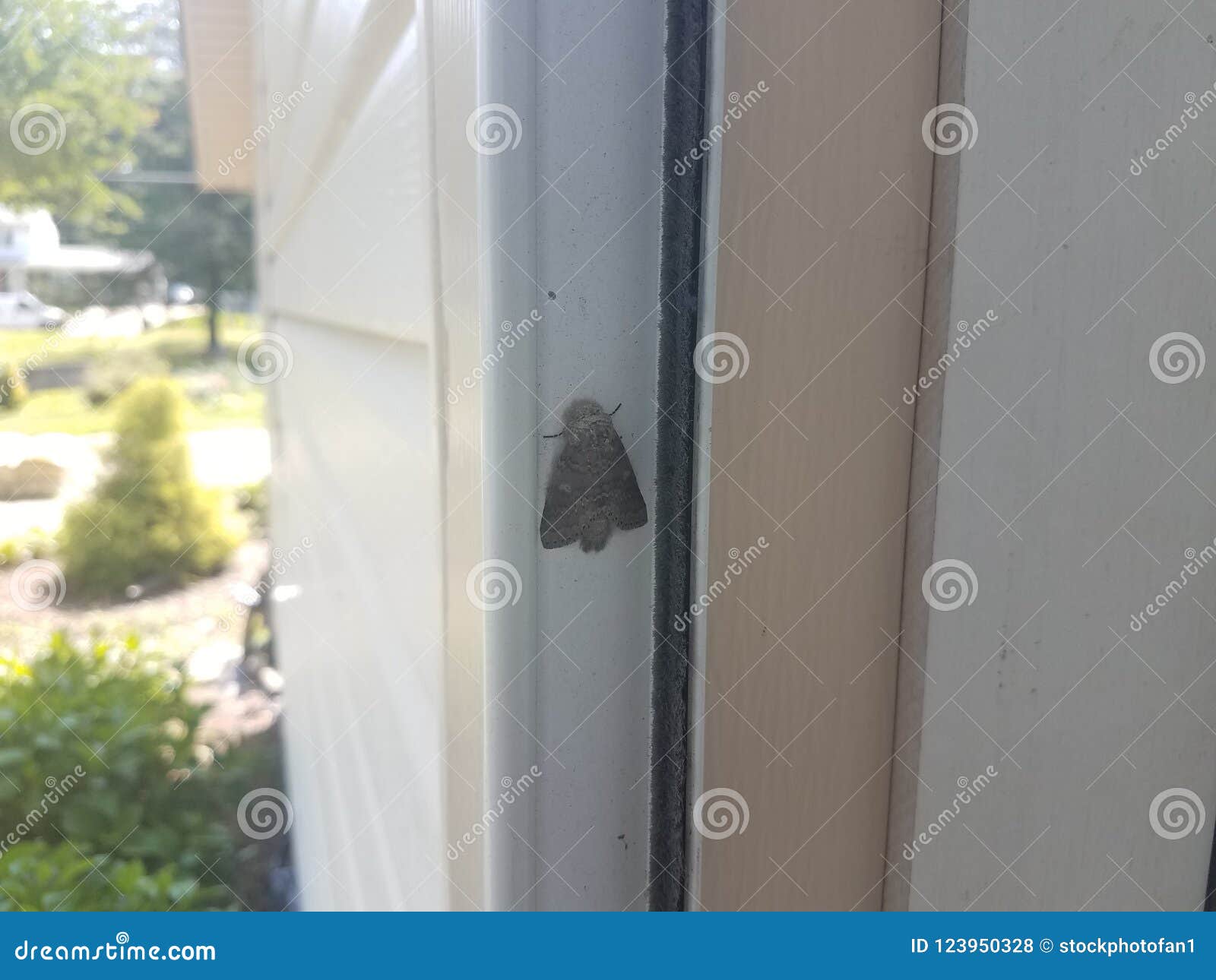 Grey Moth Insect with Wings on Inside of Door Stock Photo - Image of ...