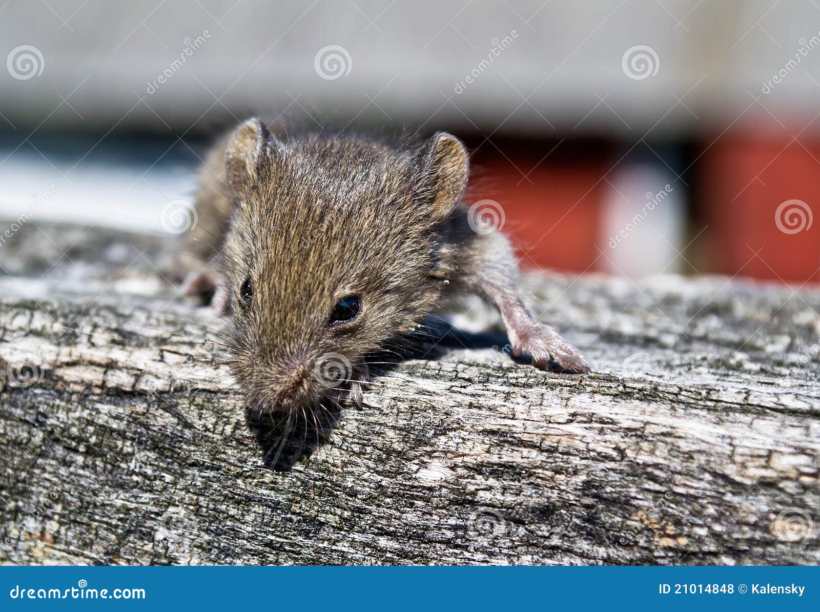 Grey mouse stock photo. Image of glance, pest, tail, small - 21014848