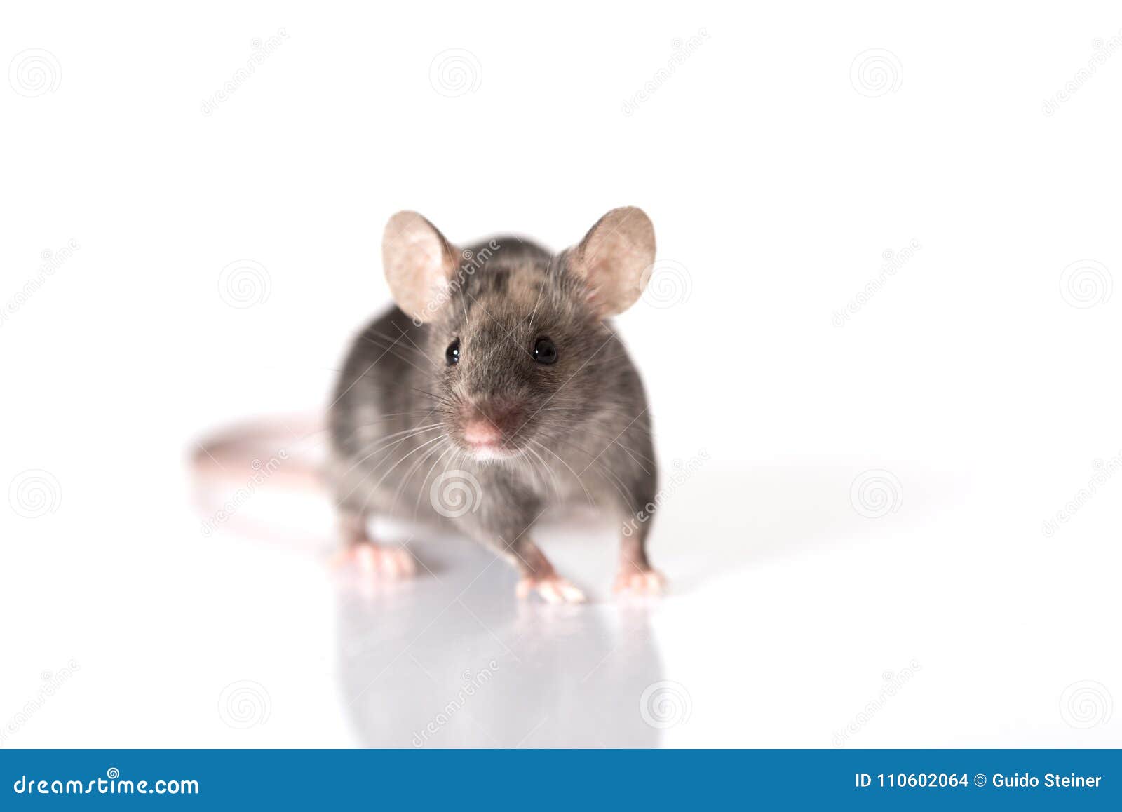 Grey Mouse Isolated on White Background Stock Photo - Image of mammal ...