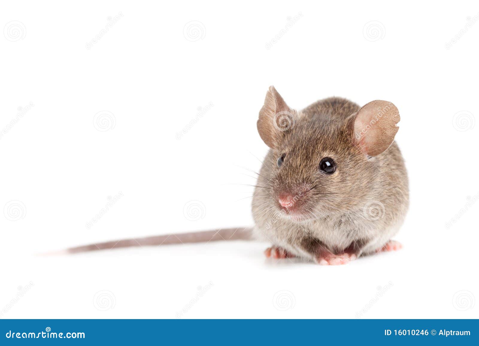 Grey Mouse Isolated on White Stock Photo - Image of tail, mammal: 16010246