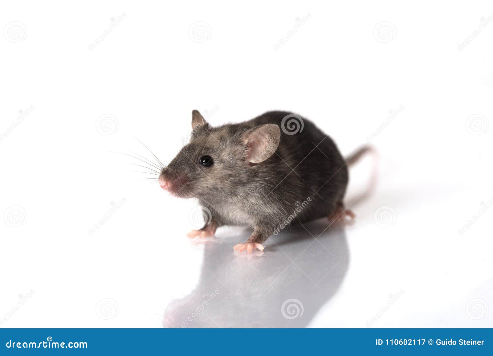 Grey Mouse Isolated on White Background Stock Image - Image of life ...