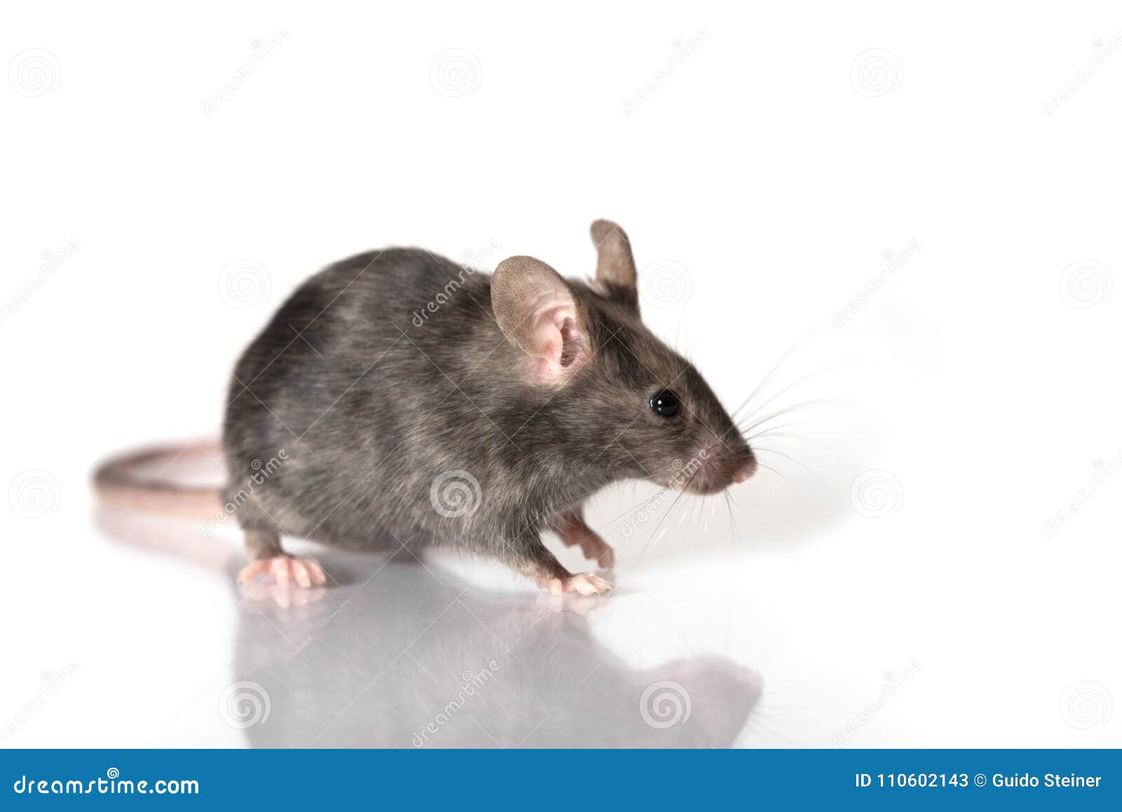 Grey Mouse Isolated on White Background Stock Image - Image of grey ...