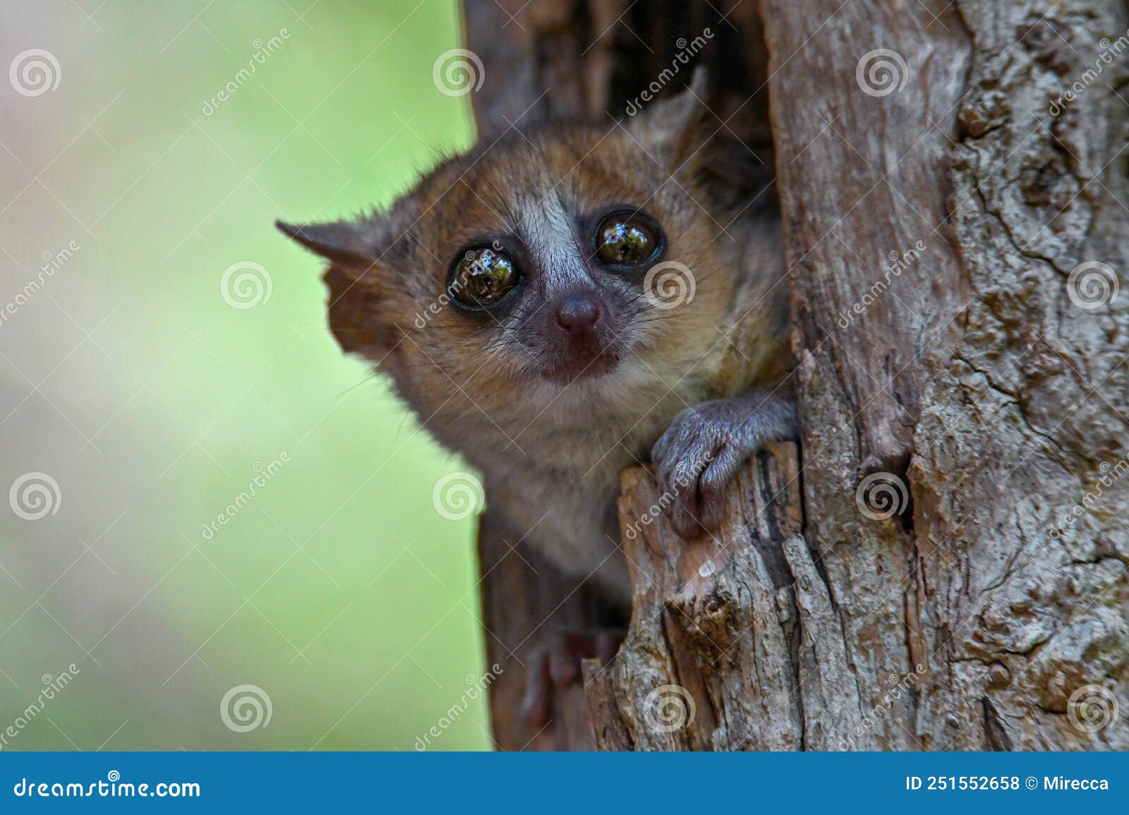 Grey Mouse Lemur - Microcebus Murinus, Portrait, Madagascar Nature ...