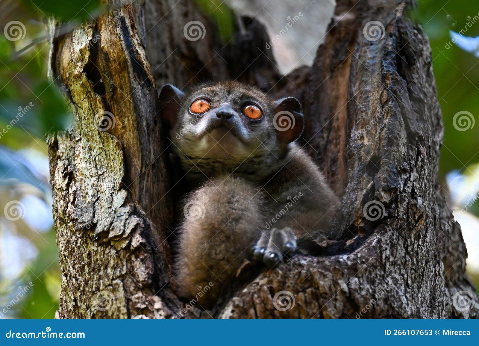 Grey Mouse Lemur Microcebus Murinus,Nature of Madagascar Stock Image ...