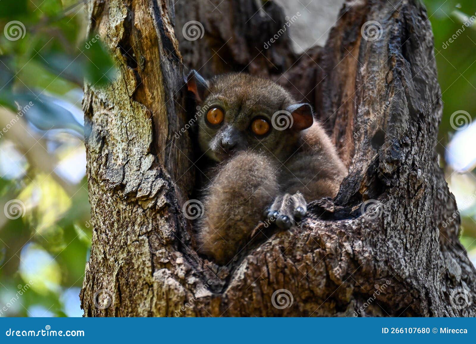Grey Mouse Lemur Microcebus Murinus,Nature of Madagascar Stock Photo ...