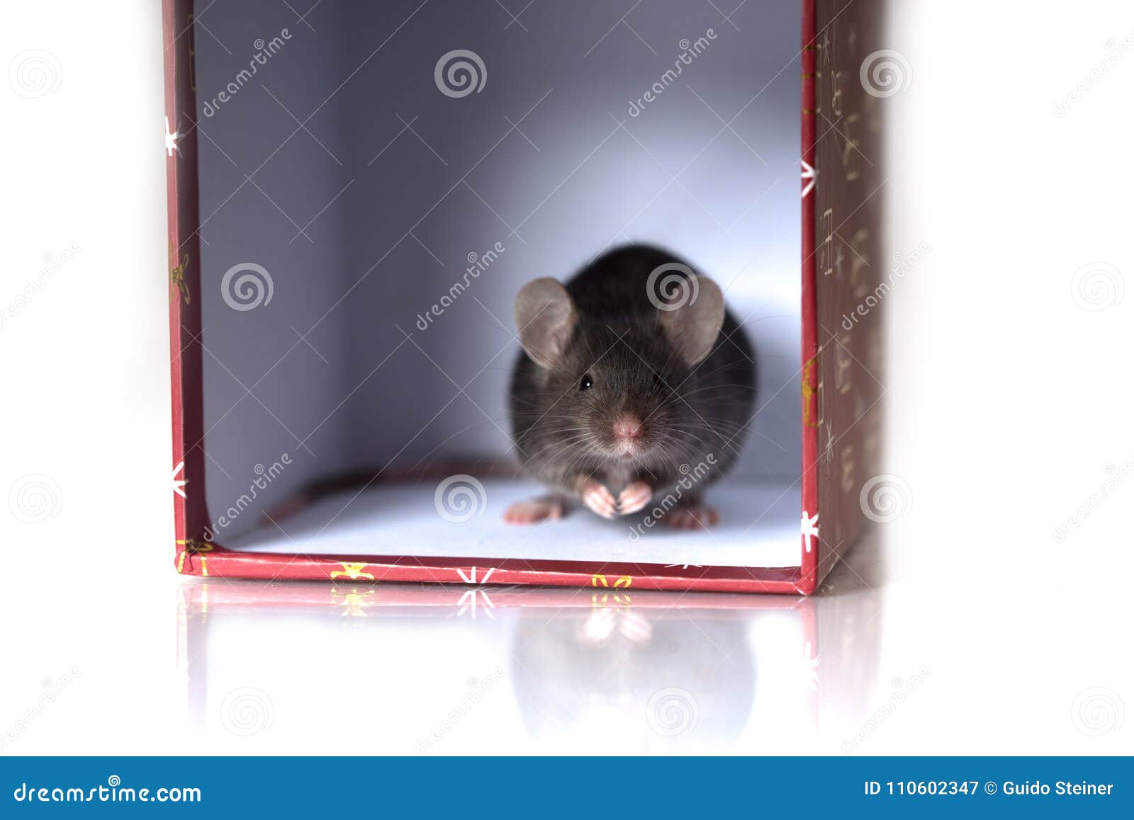 Grey Mouse Sitting in a Red Box - Isolated on White Stock Image - Image ...