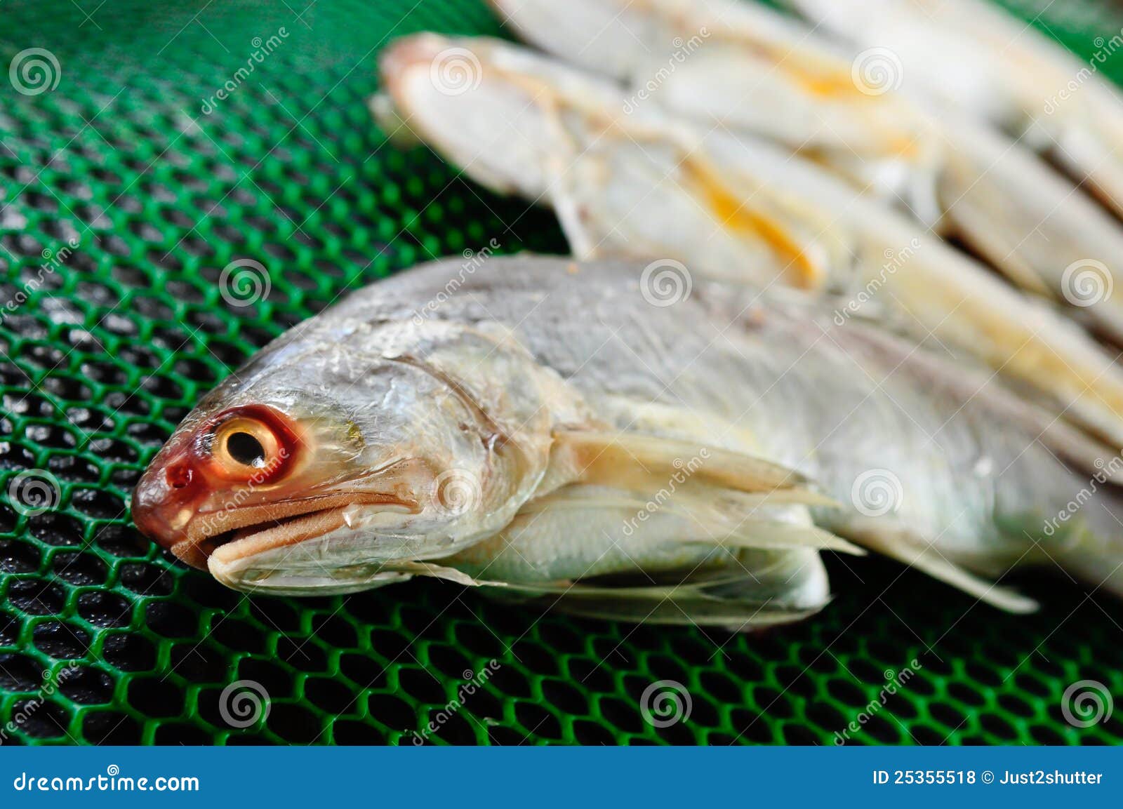 Grey mullet fish stock photo. Image of food, fishing - 25355518