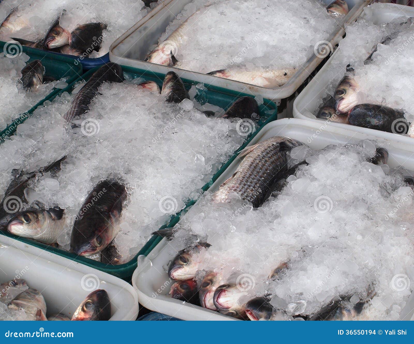 Grey Mullet Fish Packed in Ice Stock Photo - Image of plastic, animal ...
