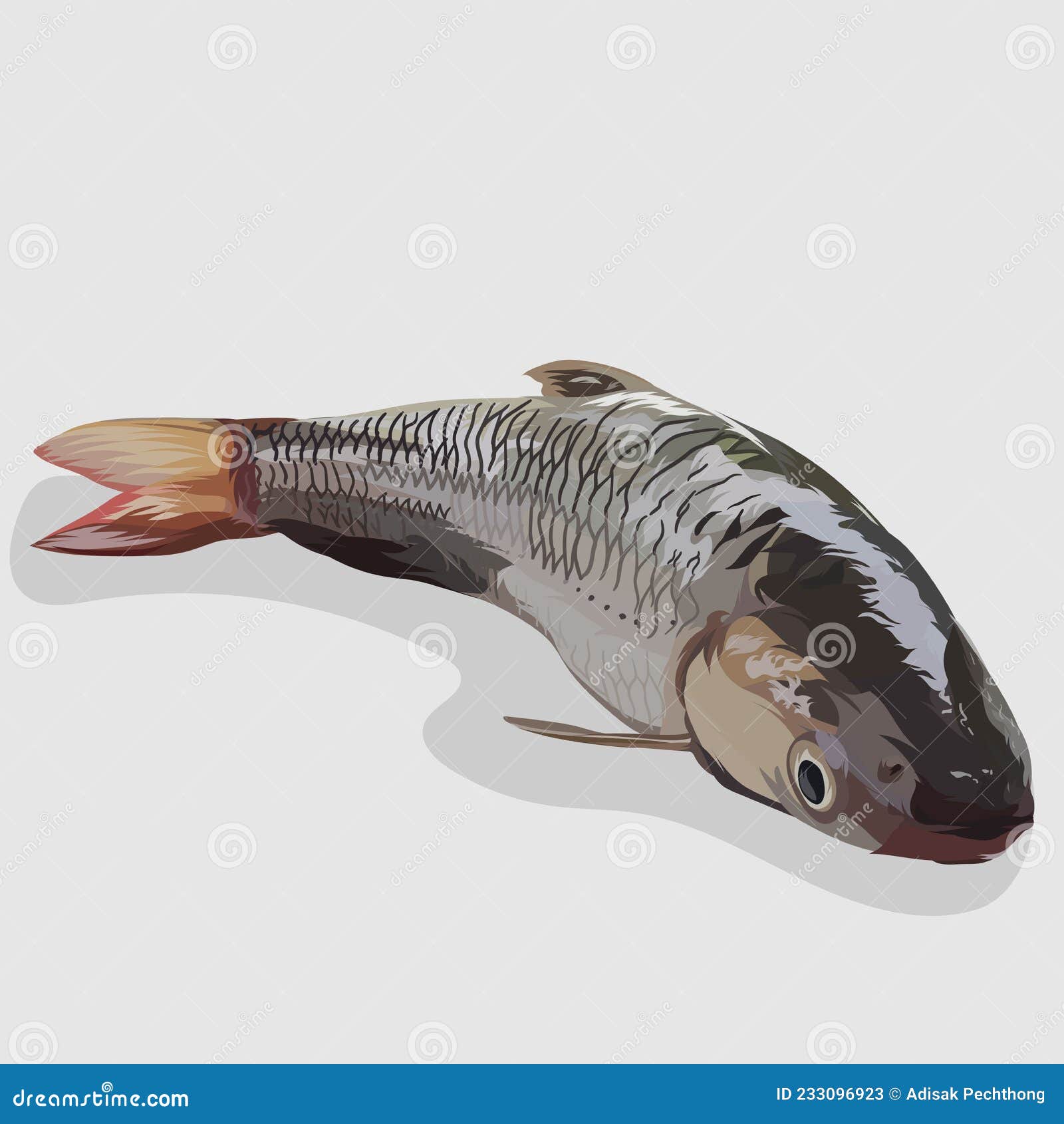 Grey Mullet Fish Realistic Hand Drawn Vector and Illustrations White ...