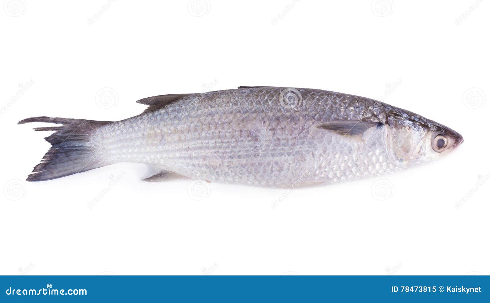 Mullet Loban (scientific Name Mugil Cephalus) Is A Species Of Marine ...
