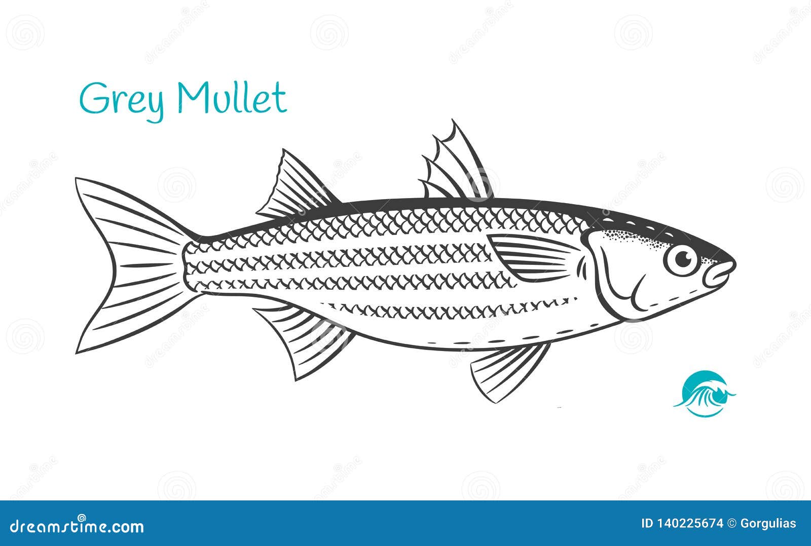 Grey Mullet Hand-drawn Illustration Stock Vector - Illustration of ...