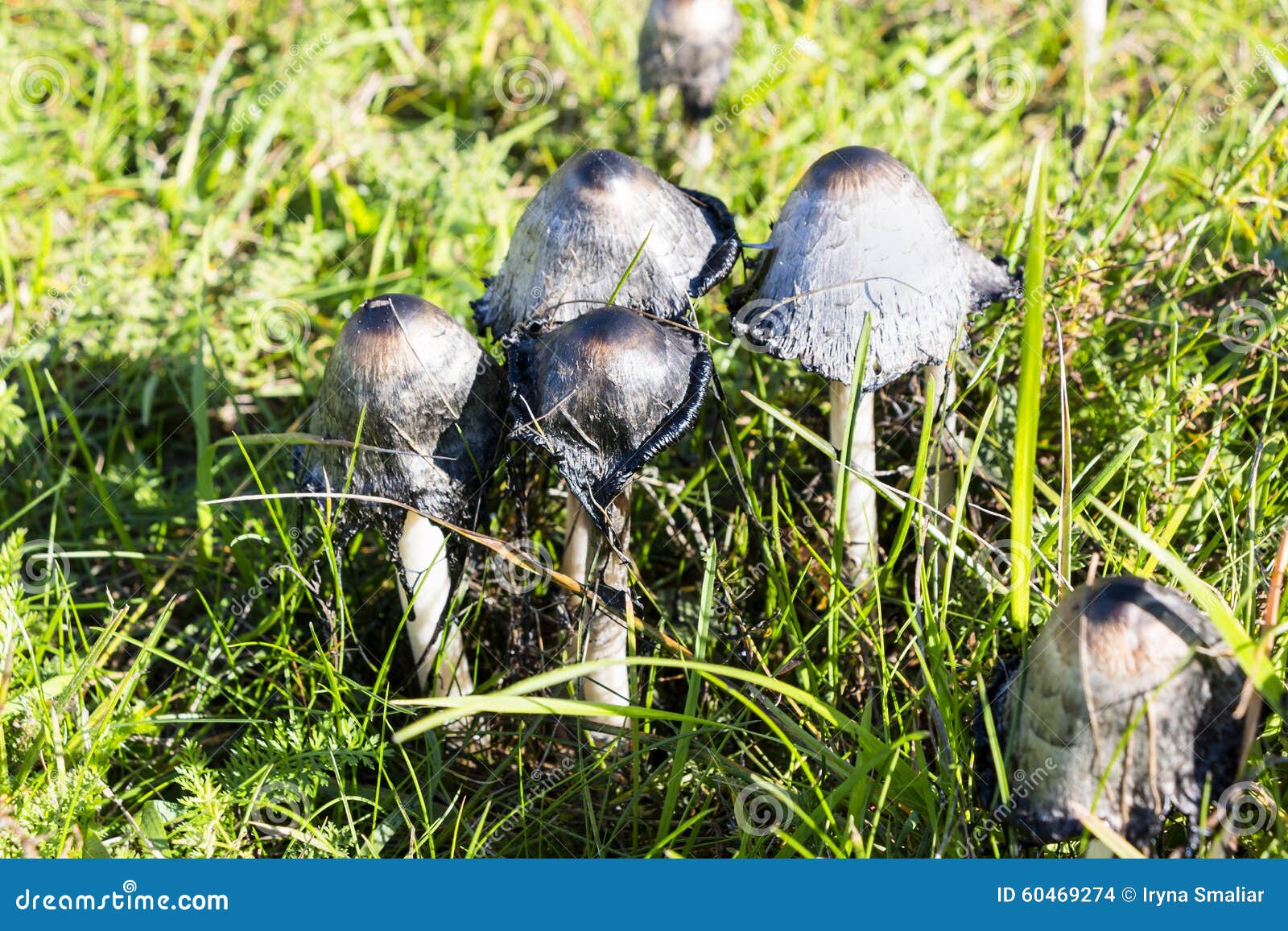 Grey mushrooms stock photo. Image of food, ecological - 60469274