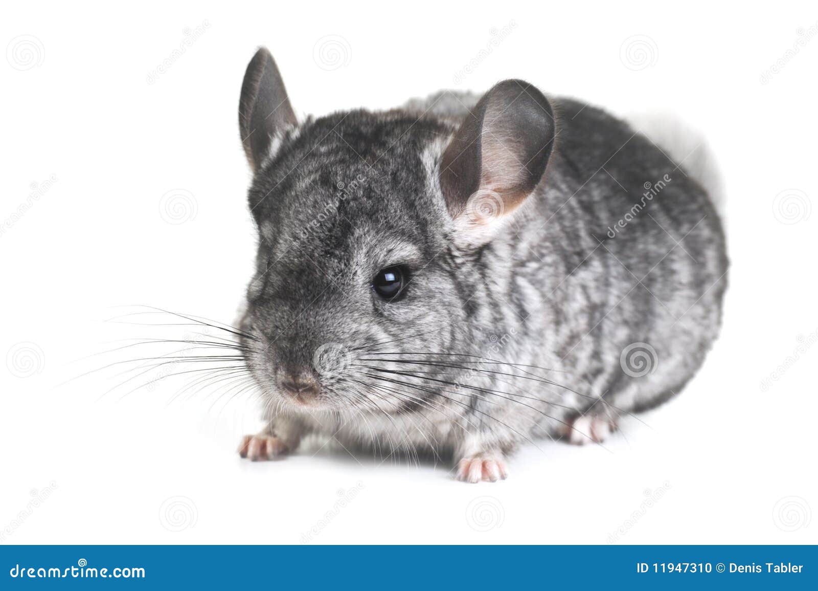 Grey nice chinchilla stock photo. Image of nose, backgrounds - 11947310